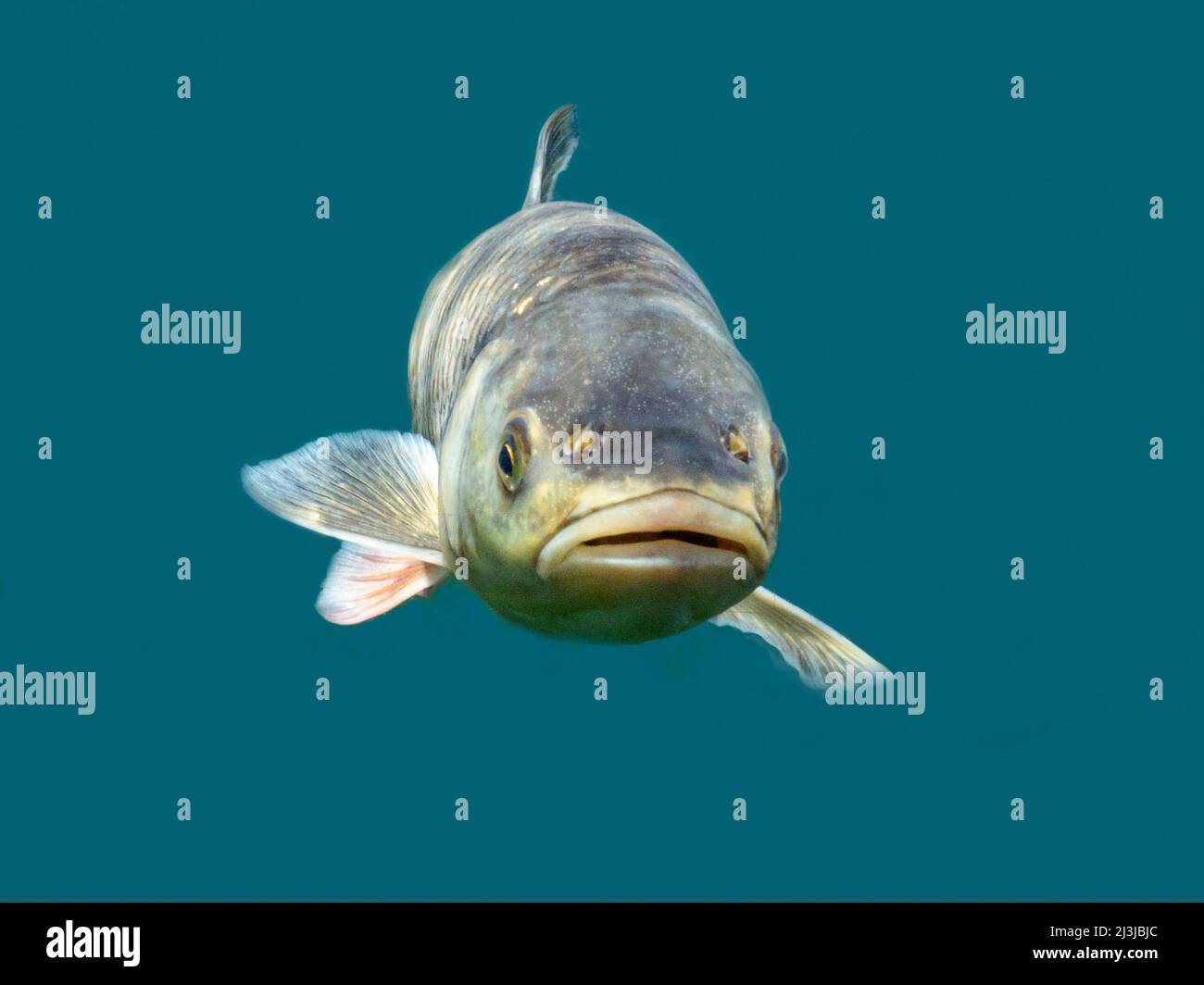 Common chub, Squalius cephalus Stock Photo - Alamy