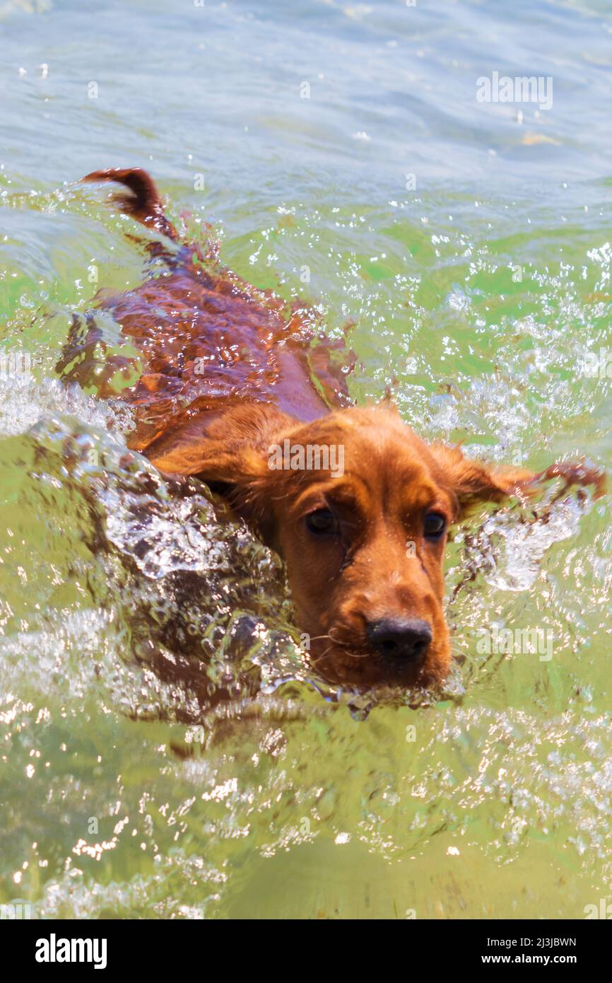 Five month old male English Cocker Spaniel swimming in the sea of Varna ...