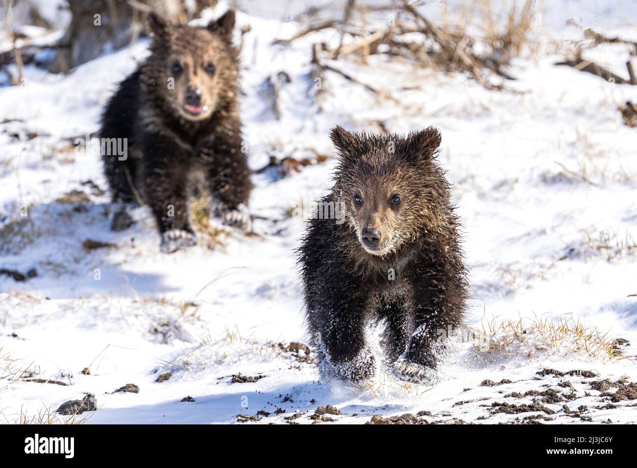 Grizzly cubs hi-res stock photography and images - Alamy