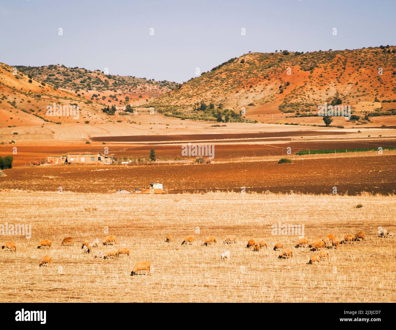 Barren, landscape, flock of sheep, Maghreb, Morocco, Africa Stock Photo ...
