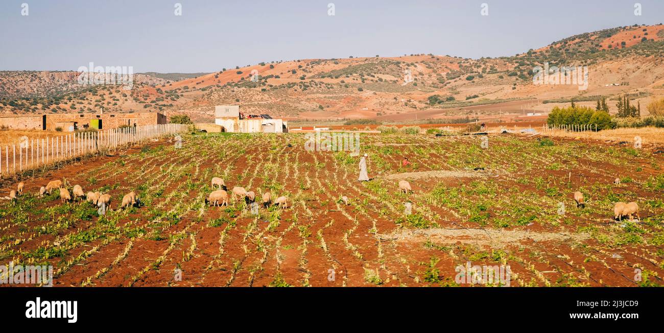 Barren, landscape, flock of sheep, Maghreb, Morocco, Africa Stock Photo ...