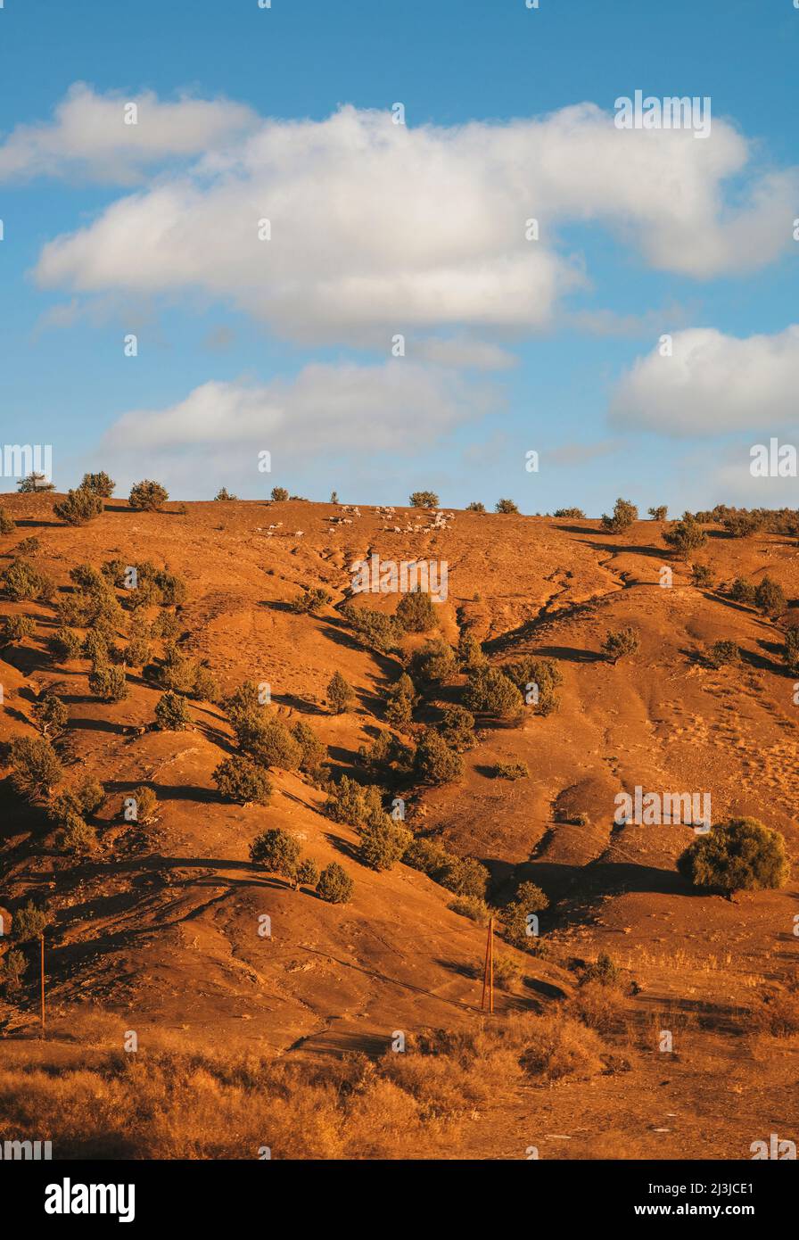 Barren, landscape, flock of sheep, Maghreb, Morocco, Africa Stock Photo ...