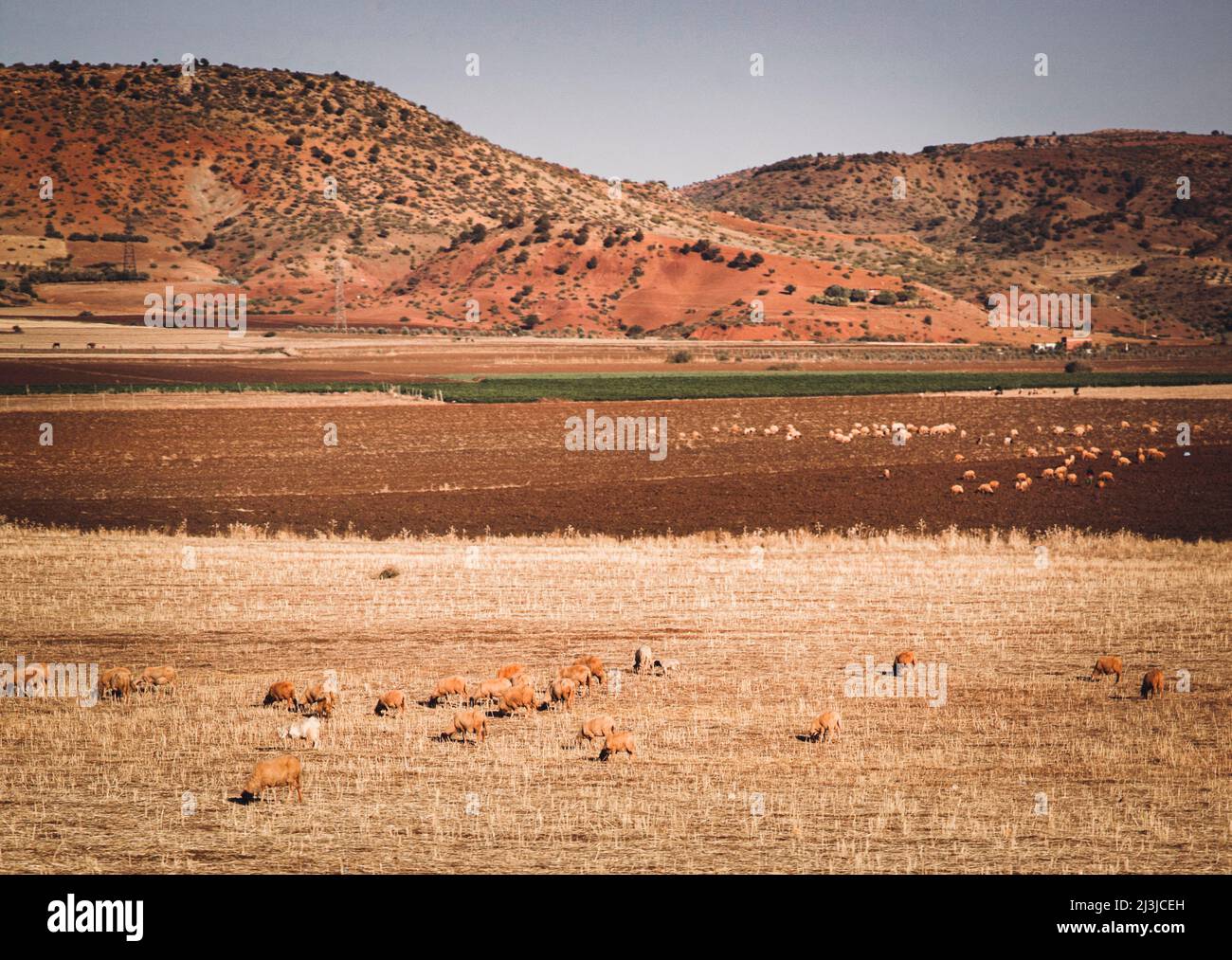 Barren, landscape, flock of sheep, Maghreb, Morocco, Africa Stock Photo ...