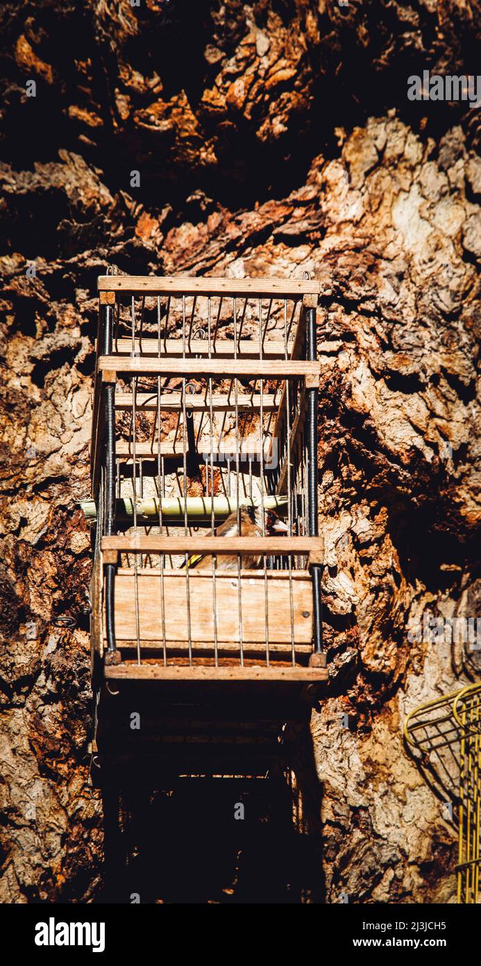 Bird cage, bird, pet, pet shop, city, Fez, Maghreb, Morocco, Africa ...