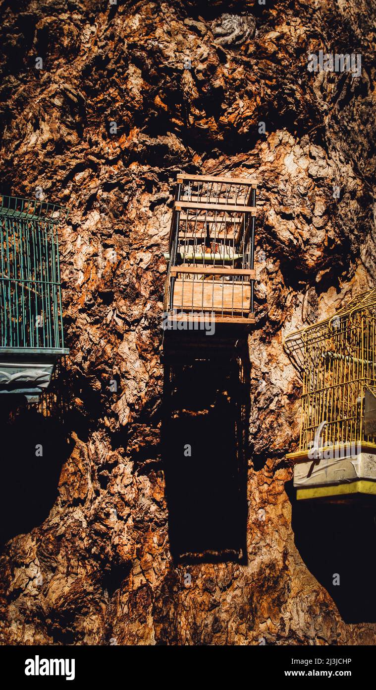 Bird cage, bird, pet, pet shop, city, Fez, Maghreb, Morocco, Africa ...