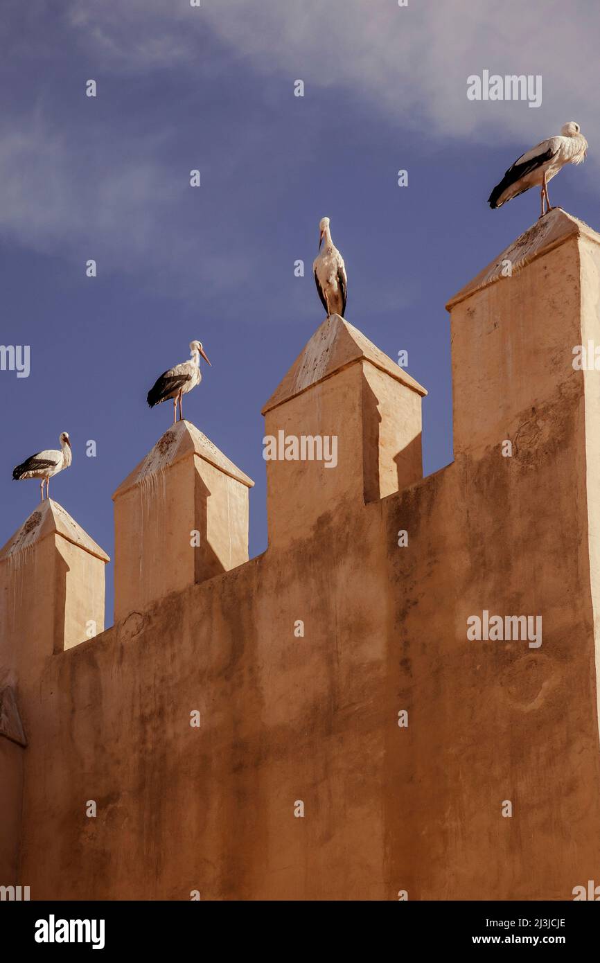 Wall, Birds, Storks, City, Medina, Fez, Maghreb, Morocco, Africa Stock ...