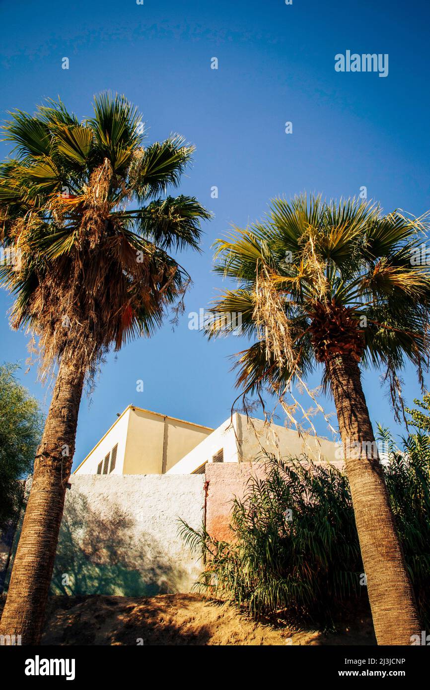 house, palm trees, residence, city, Fez, Maghreb, Morocco, Africa Stock ...