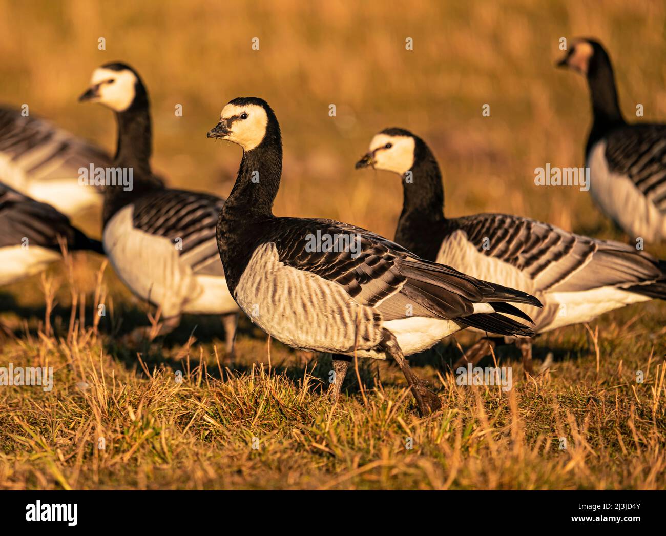 Barnacle geese/ white-cheeked geese Stock Photo - Alamy