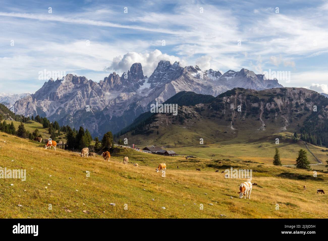 Europe, Italy, Alto Adige - Südtirol, Braies / Prags valley, cows on ...