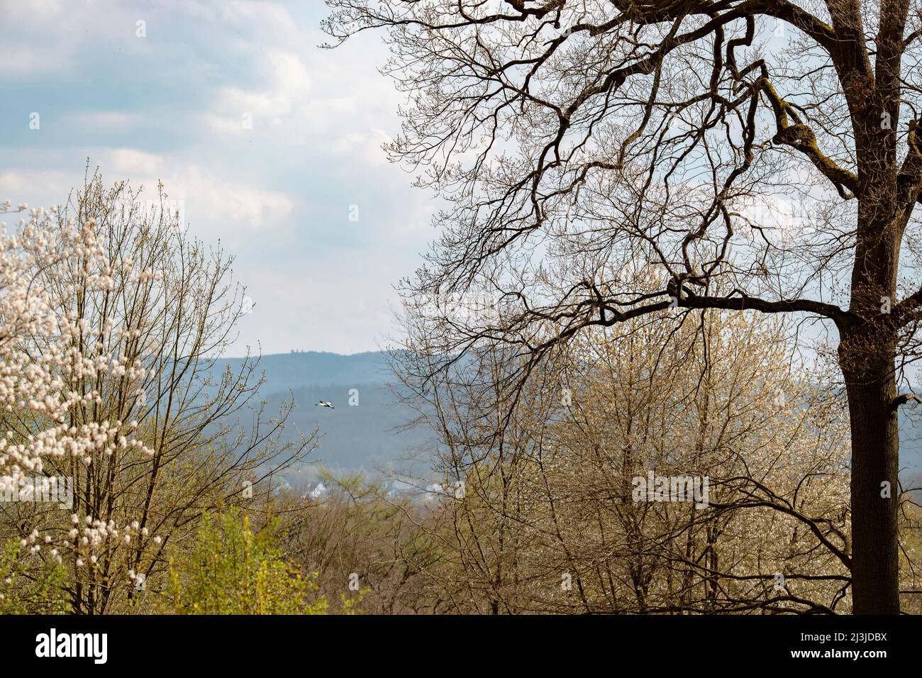Shrubs, landscape, spring hi-res stock photography and images - Alamy