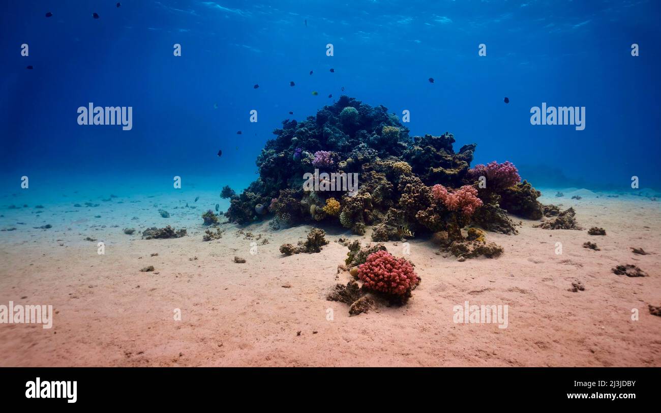 Scuba diving at Coral Reef, Makadi Bay, Hurghada, Egypt, Red Sea Stock ...