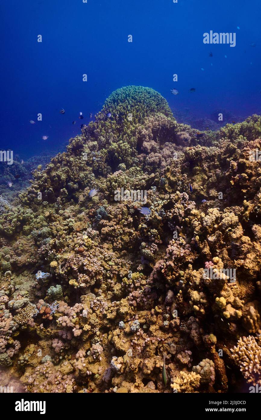 Scuba diving egypt hi-res stock photography and images - Alamy