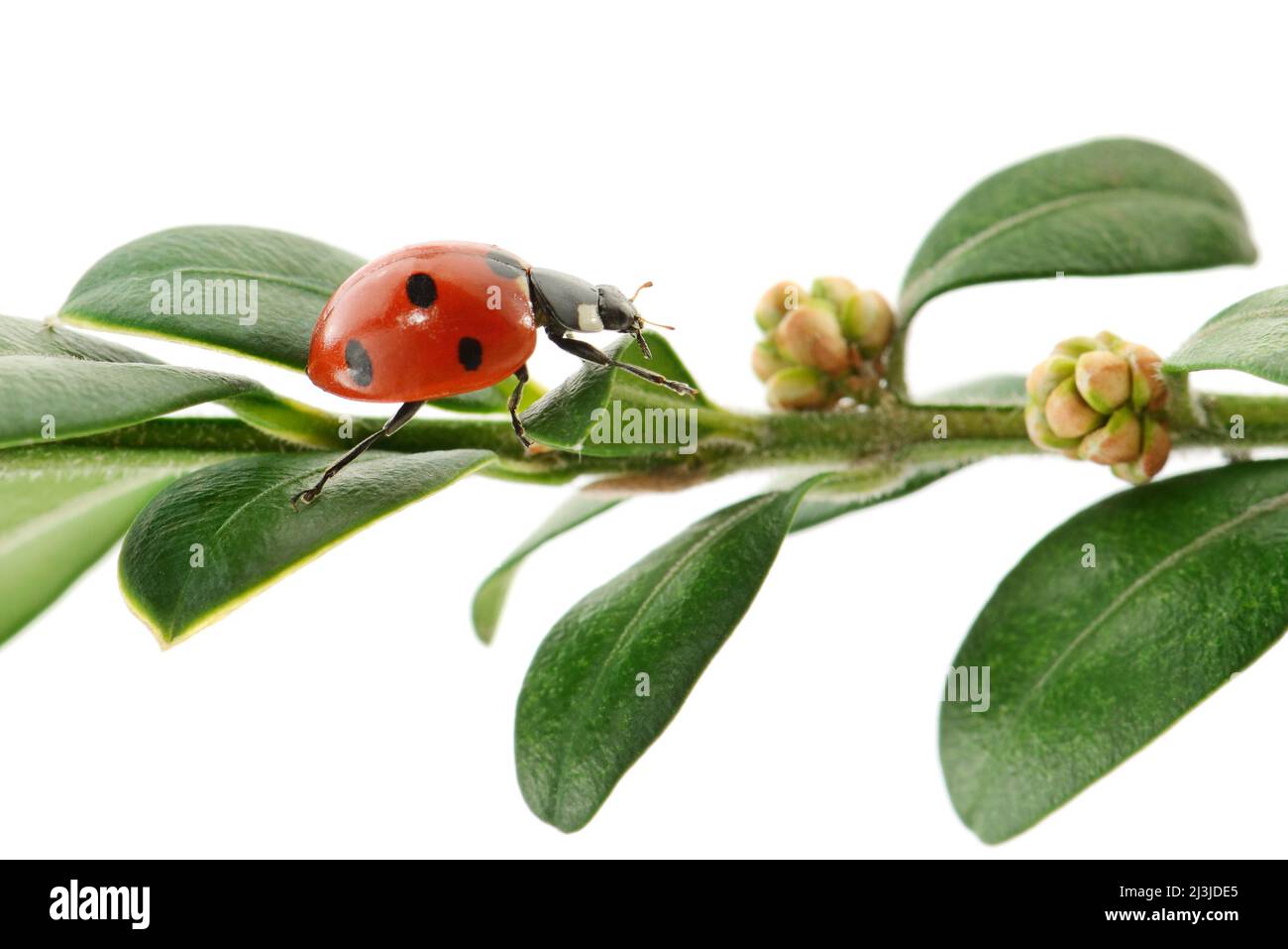 ladybird on green leaf isolated on a white background Stock Photo - Alamy