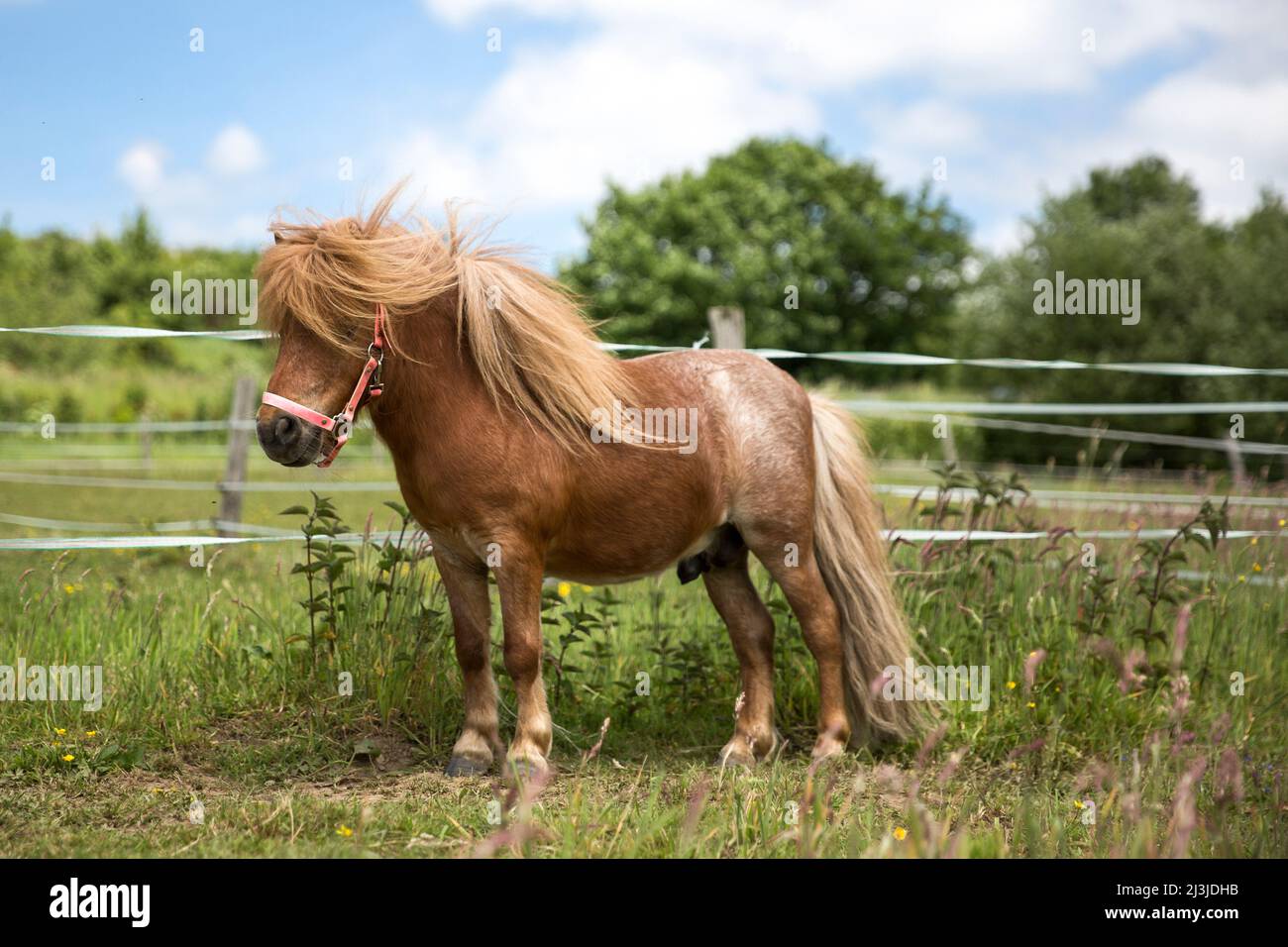 Mini stallion hi-res stock photography and images - Alamy