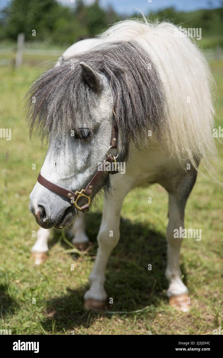 White grey gray horse pony hi-res stock photography and images - Alamy