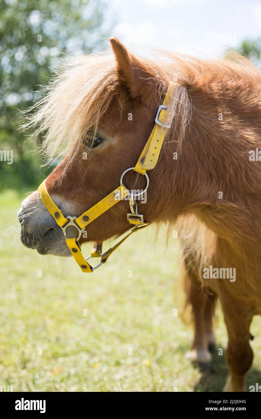 Chestnut hair color hi-res stock photography and images - Alamy