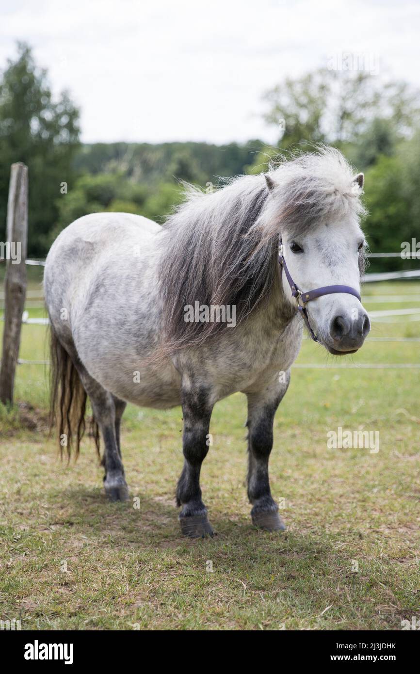 Grey pony on a meadow in germany hi-res stock photography and images ...