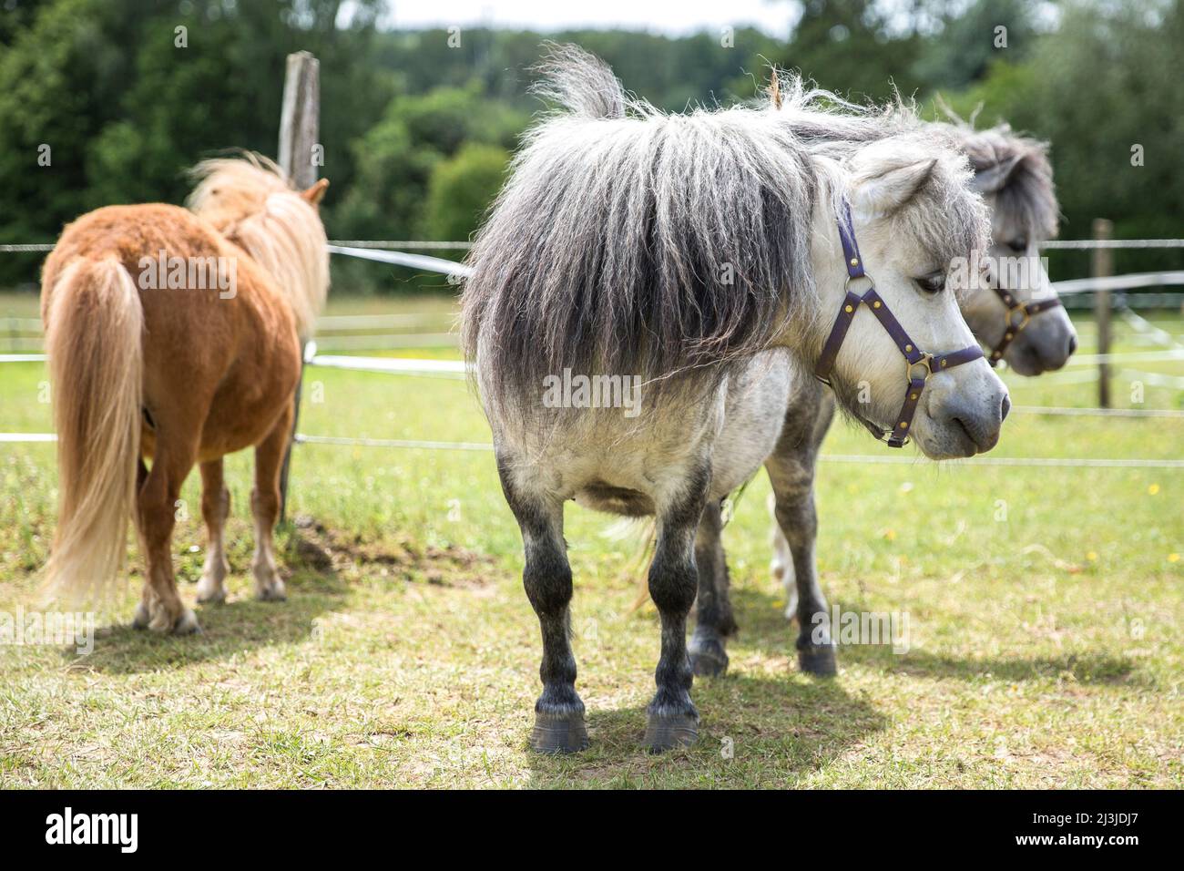 Cute mini ponies hi-res stock photography and images - Alamy