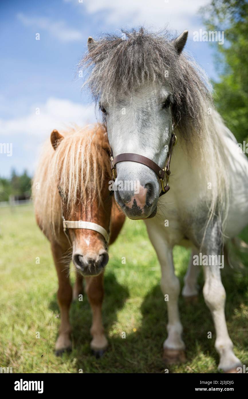 Two curious looking mini ponies on the meadow Stock Photo - Alamy