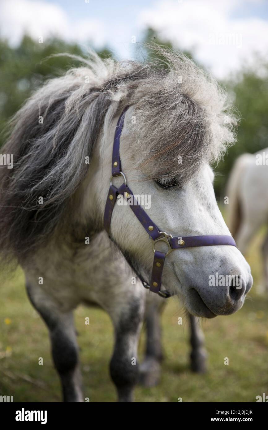 Grey pony hi-res stock photography and images - Alamy