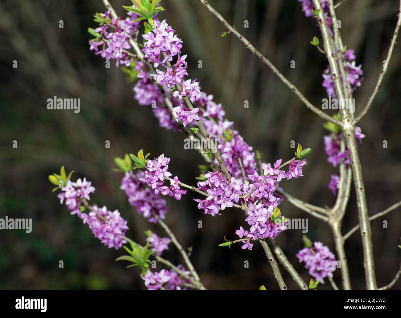 Daphne bush hi-res stock photography and images - Alamy