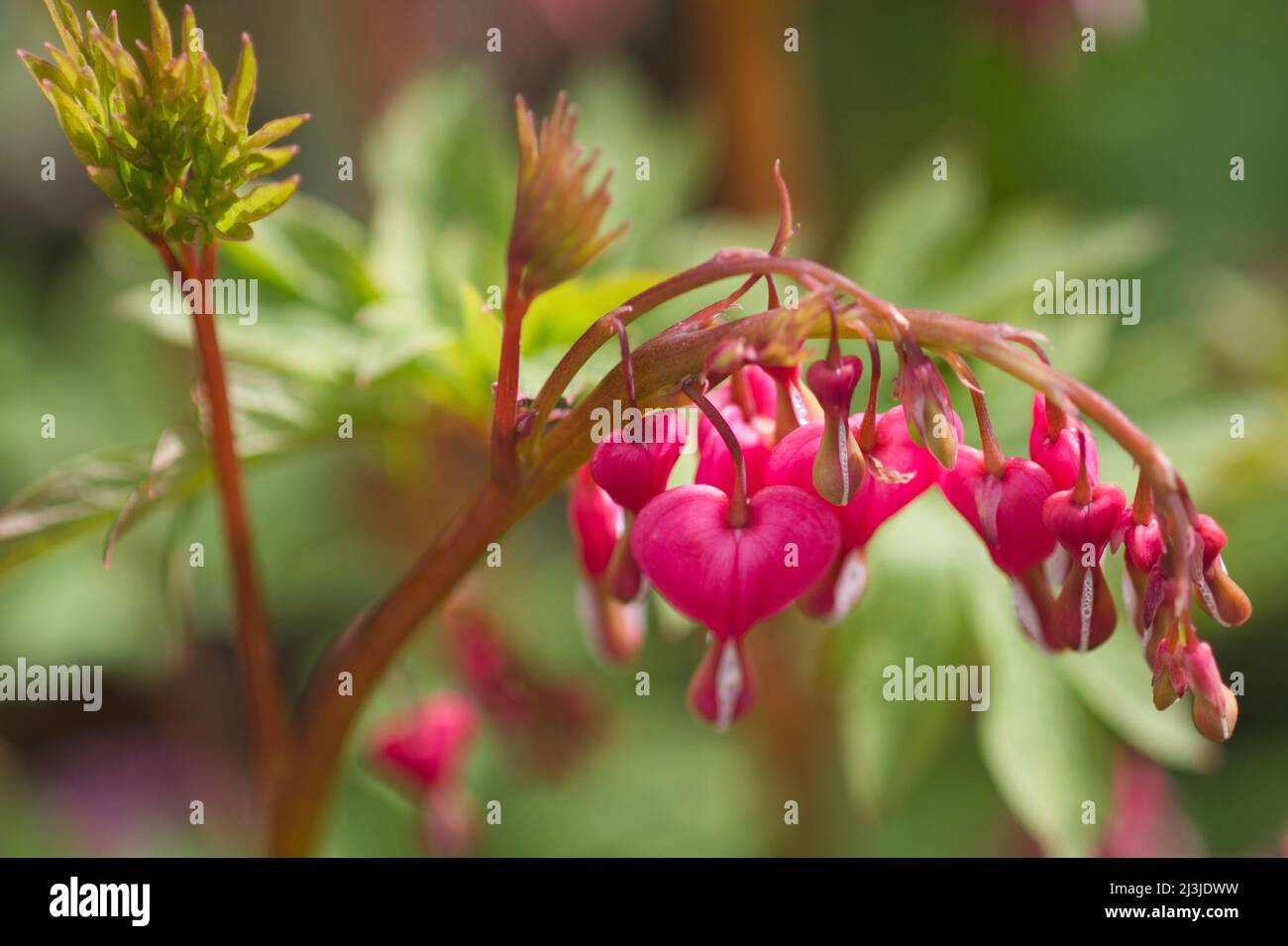 Pink and red heart shaped flowers of Lamprocapnos spectabilis, formerly ...