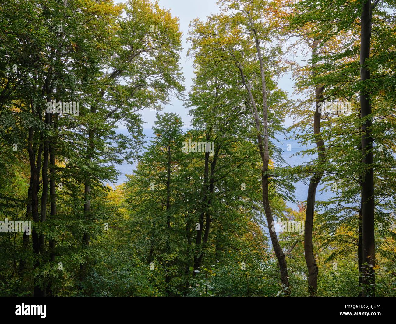 In Jasmund National Park, UNESCO World Heritage Site Stock Photo - Alamy