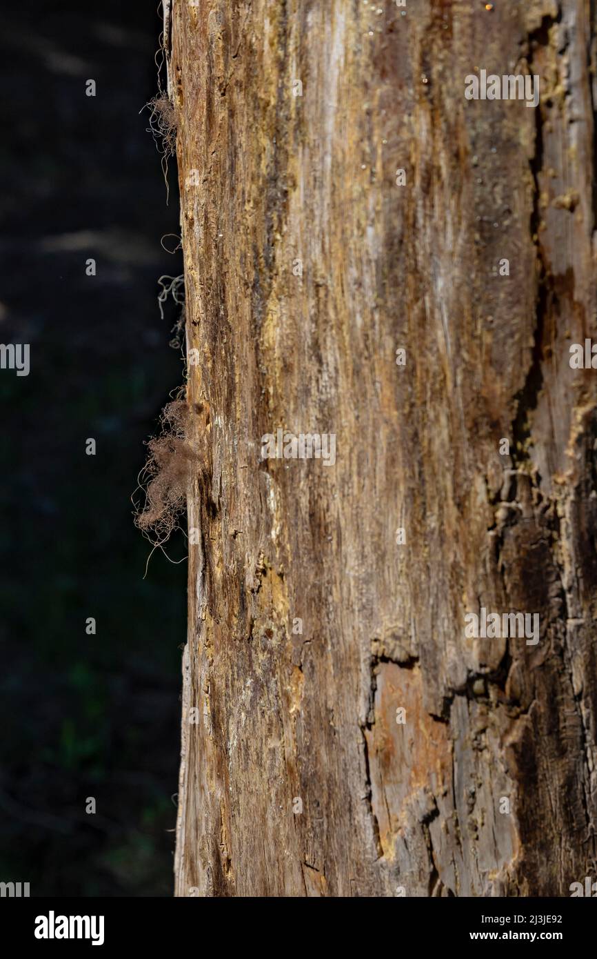Scratching tree used by generations of American Bison, with clumps of ...