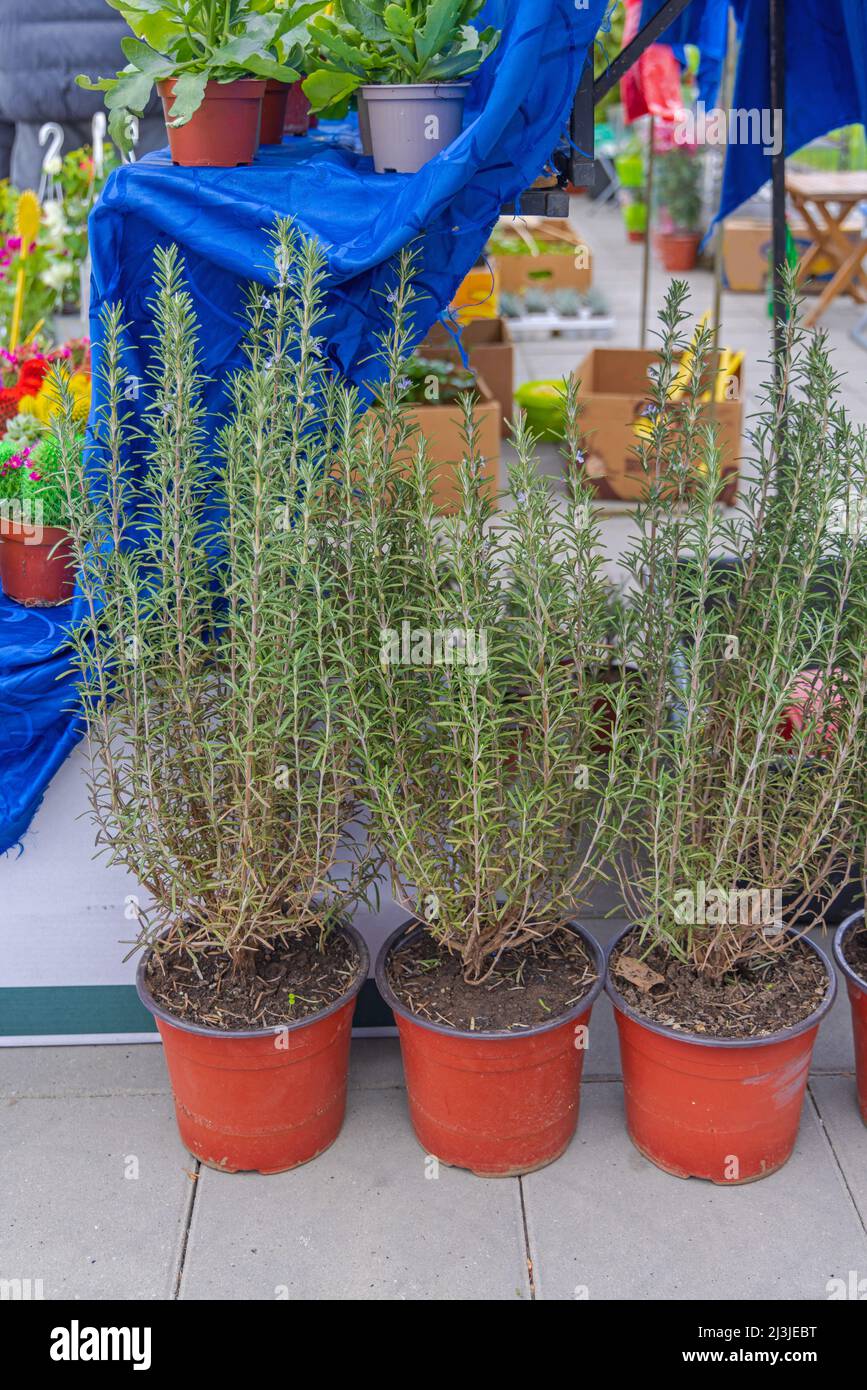 Tall Rosemary in Pots Edible Plants and Herbs Stock Photo - Alamy
