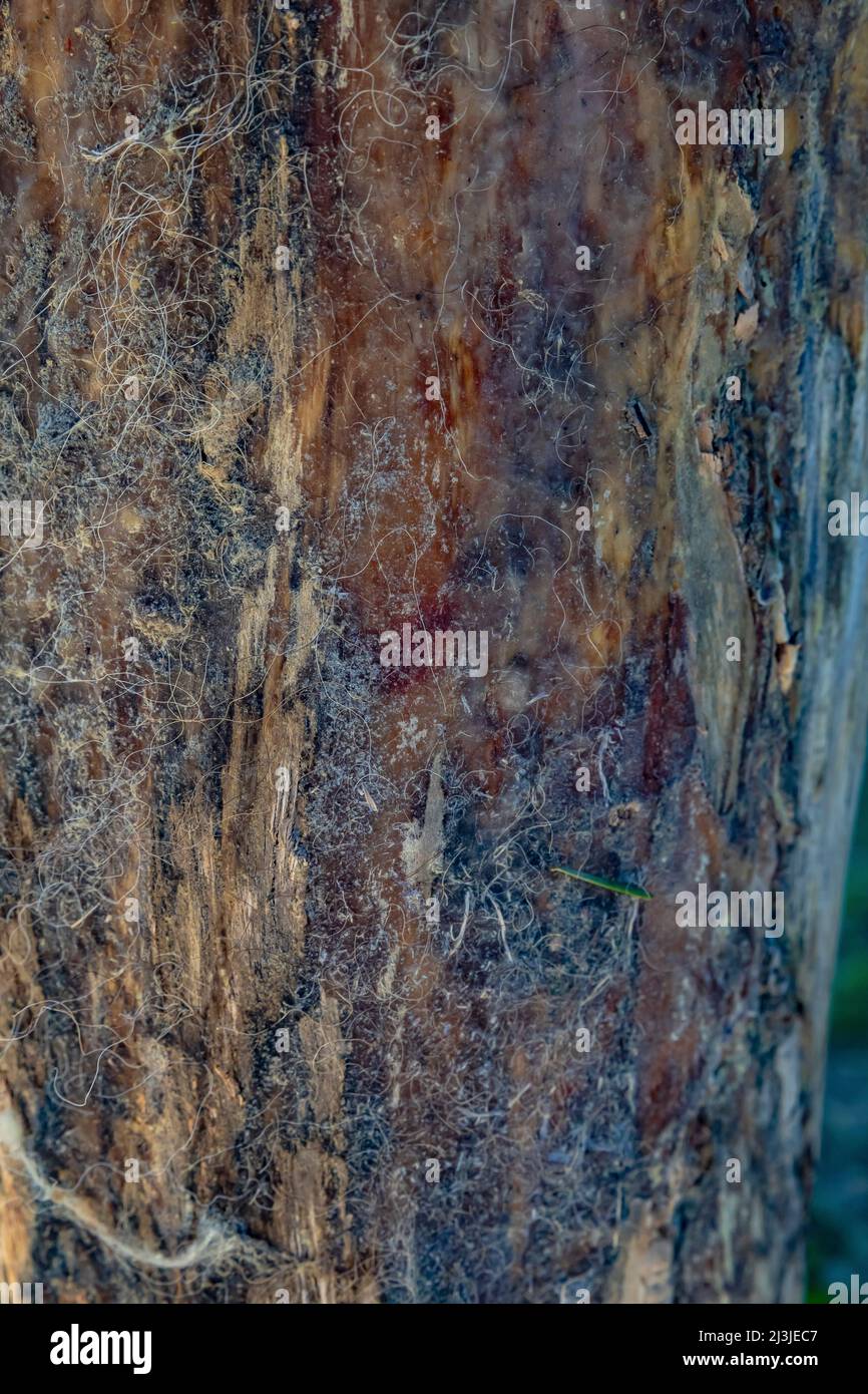 Scratching tree used by generations of American Bison, with clumps of ...