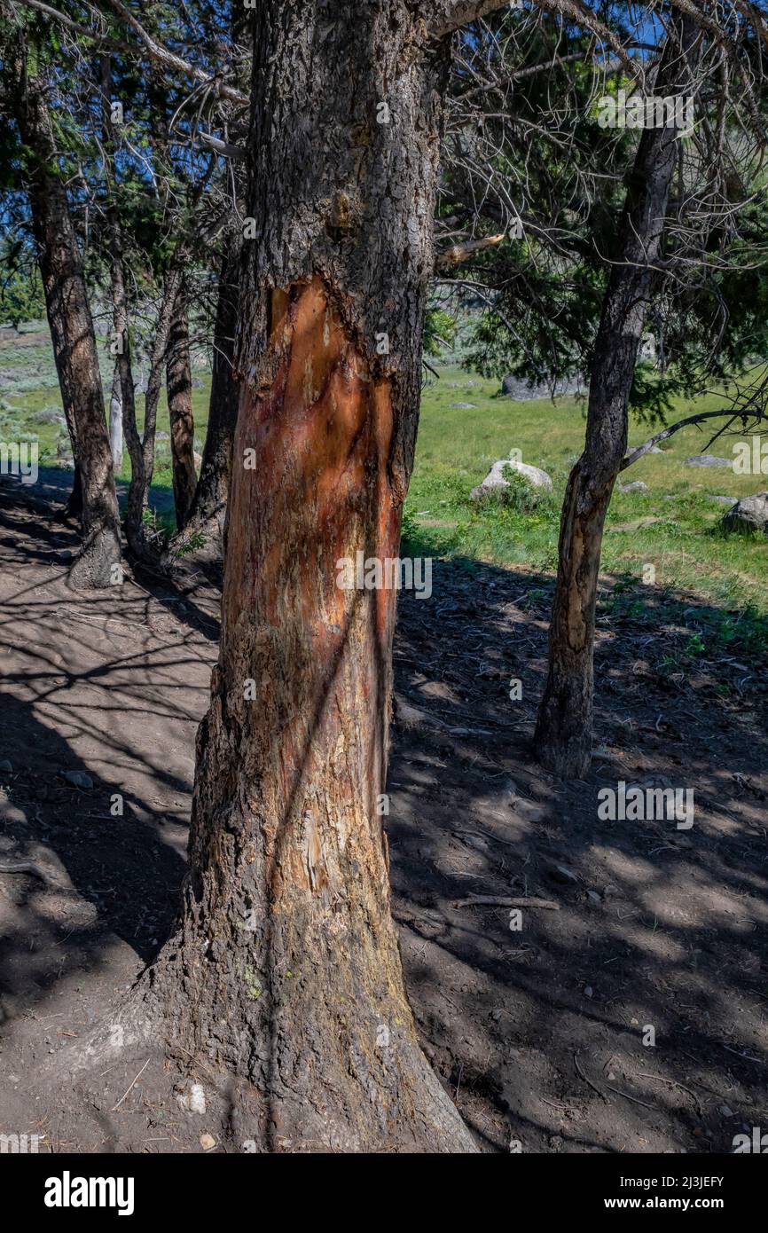 Scratching tree used by generations of American Bison in Yellowstone ...