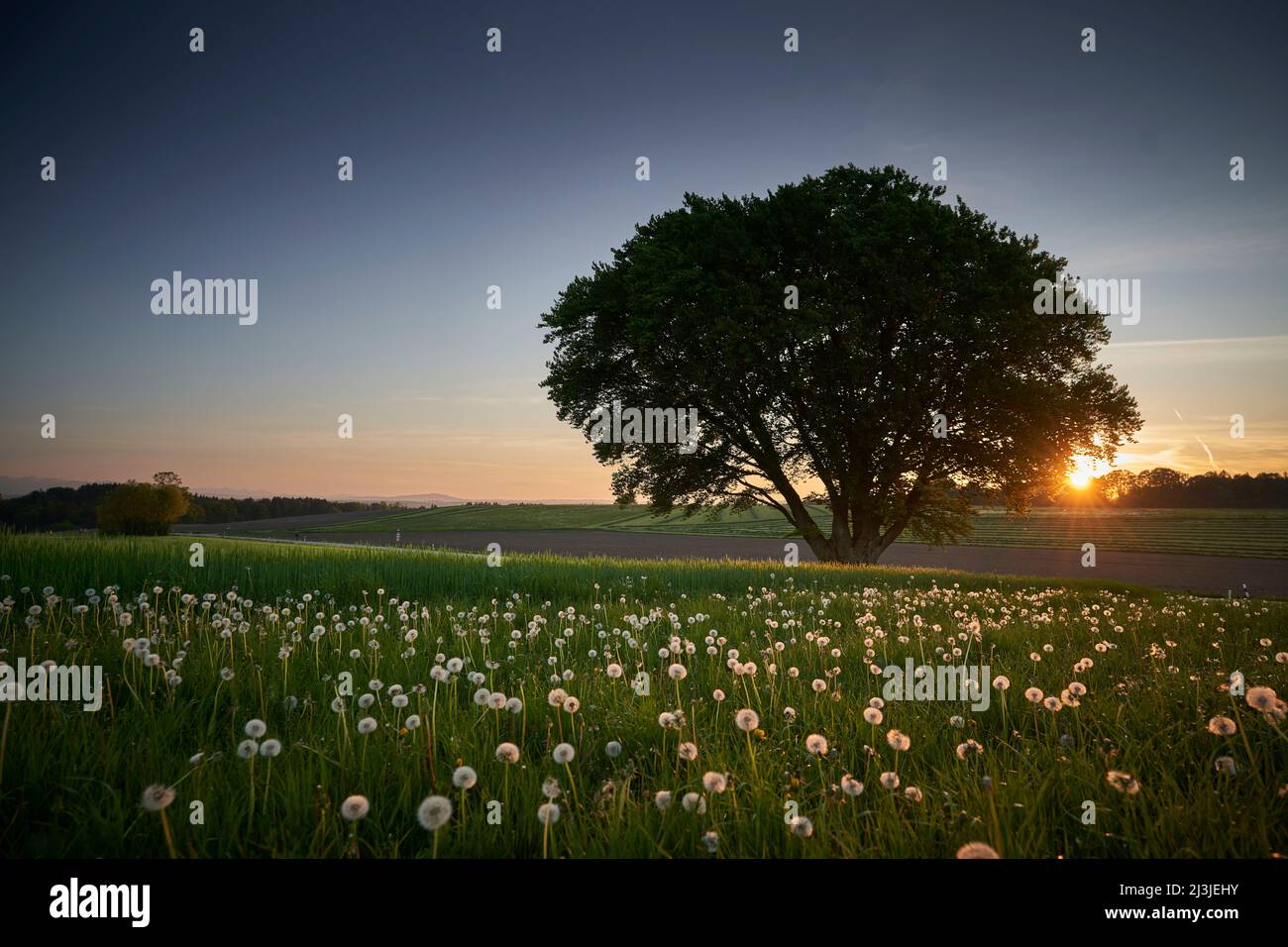 Elm tree flower hi-res stock photography and images - Alamy