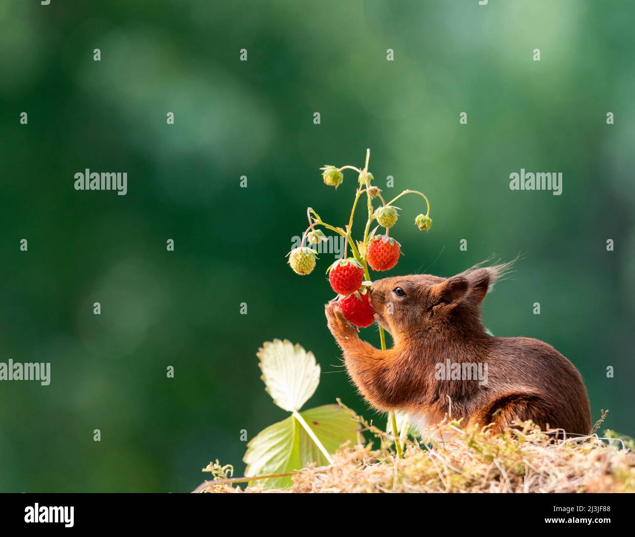 Eating strawberry garden hi-res stock photography and images - Alamy