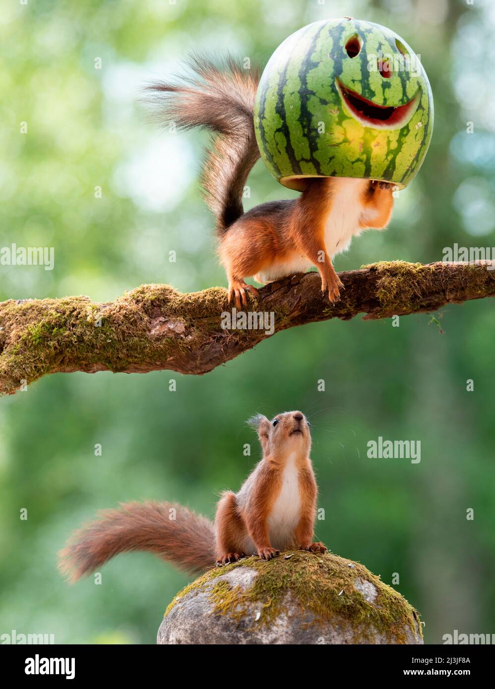 Mask melon hi-res stock photography and images - Alamy