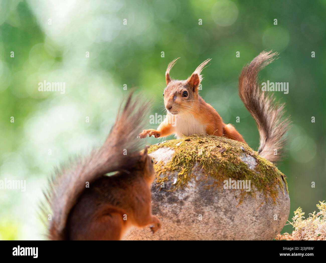Rock with moss hi-res stock photography and images - Alamy