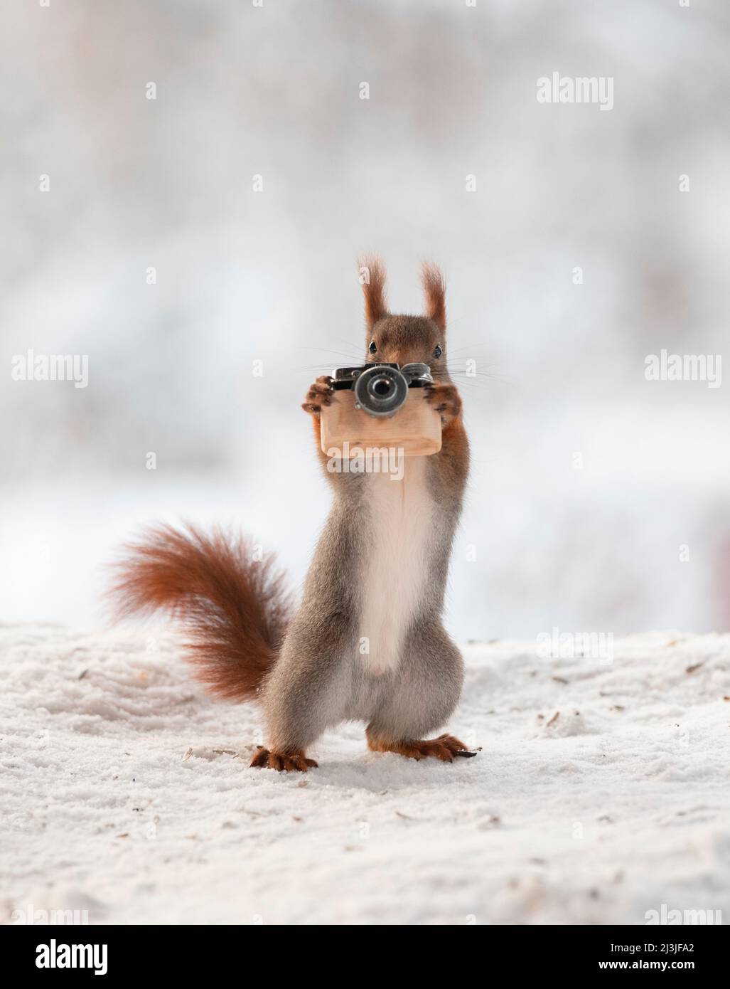 Animal holding camera hi-res stock photography and images - Alamy