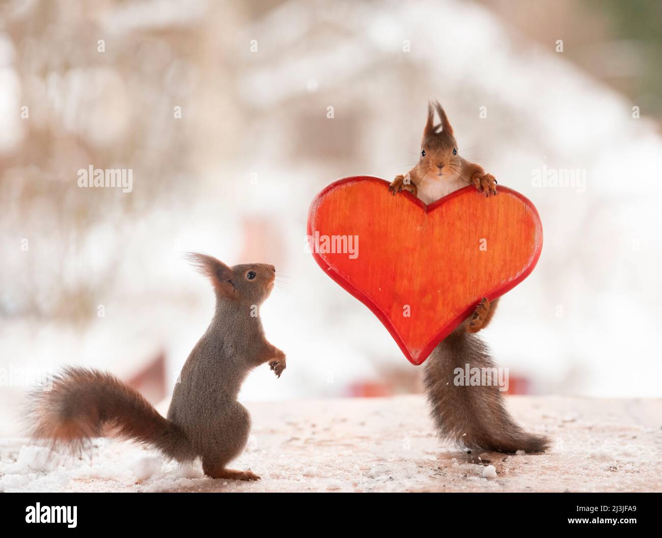 Red squirrels are holding an red heart hi-res stock photography and ...