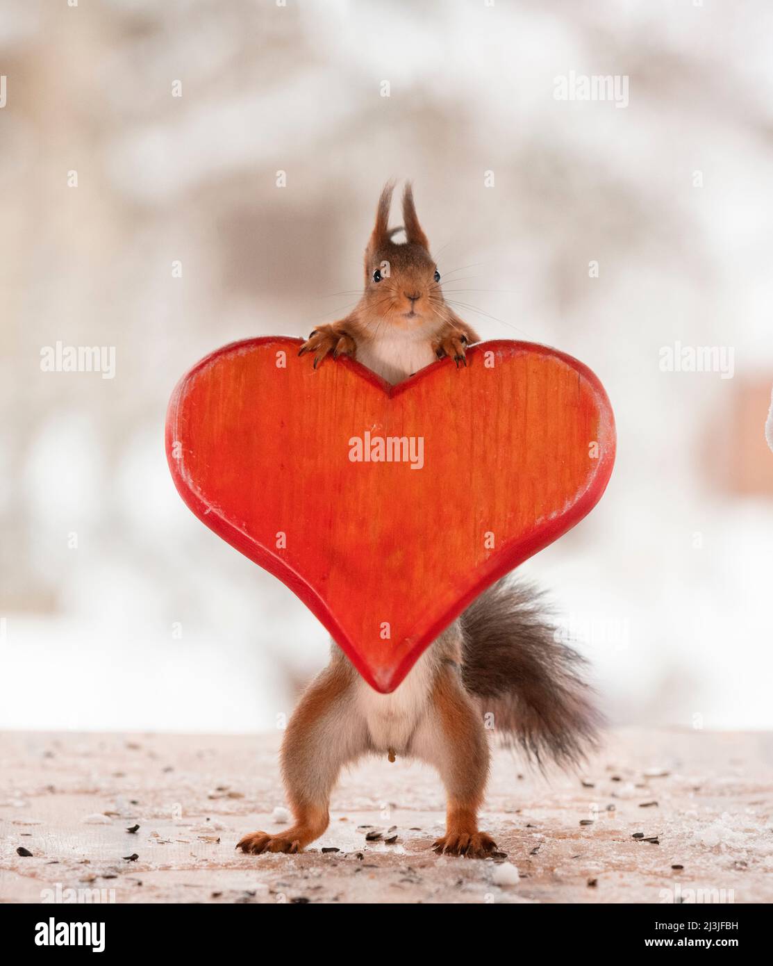 Red squirrels are holding an red heart hi-res stock photography and ...