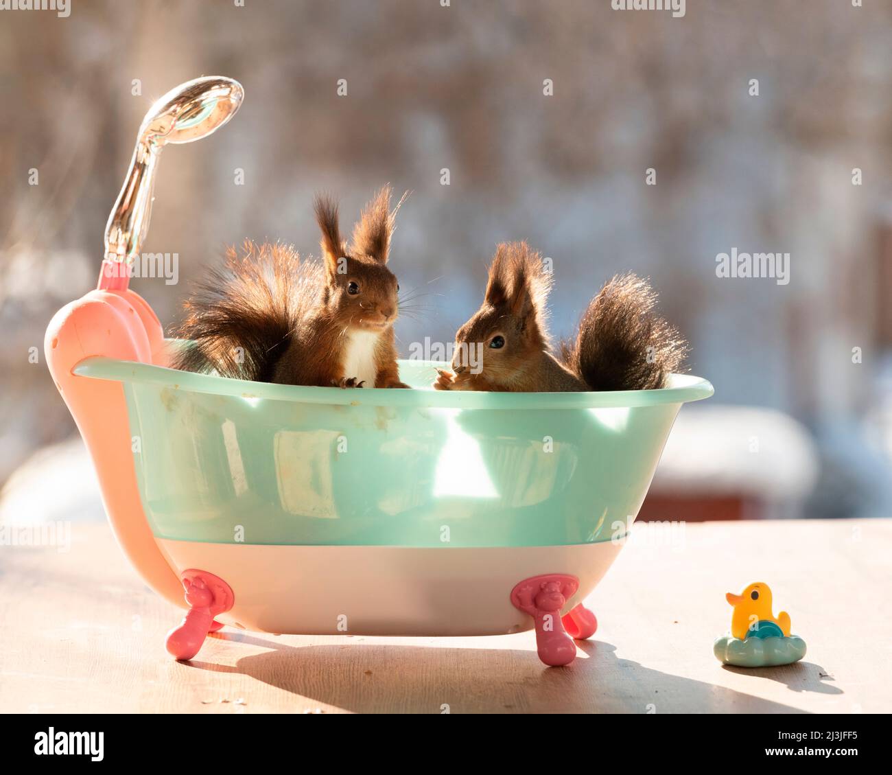Red squirrels in a bath hi-res stock photography and images - Alamy
