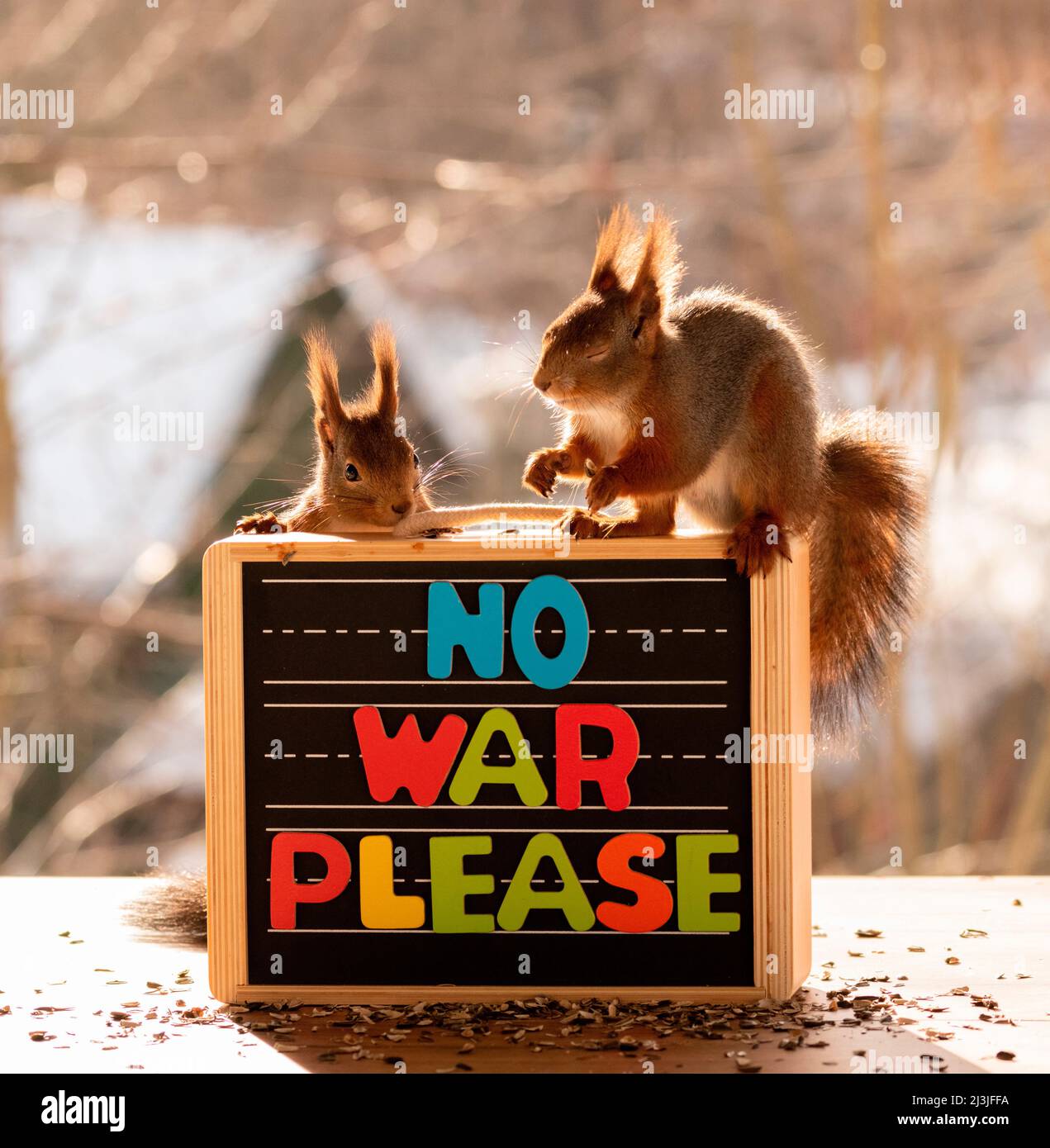 Red Squirrels with a board with text no war please Stock Photo - Alamy