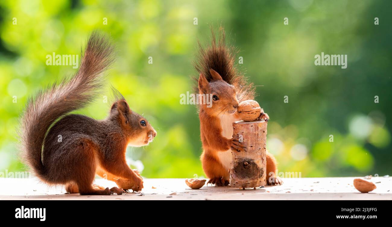 Walnut animal hi-res stock photography and images - Alamy