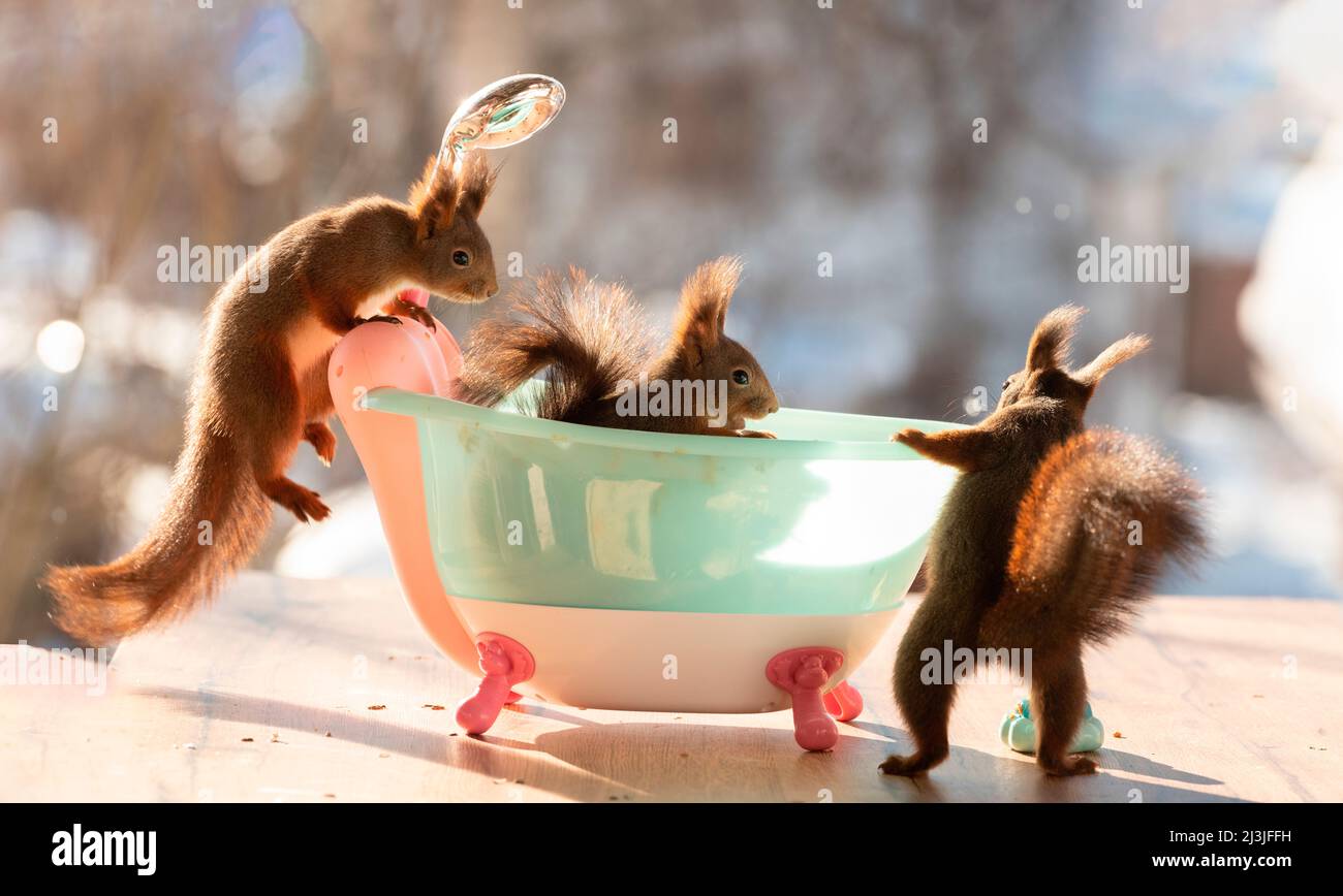 Three red squirrels hi-res stock photography and images - Alamy