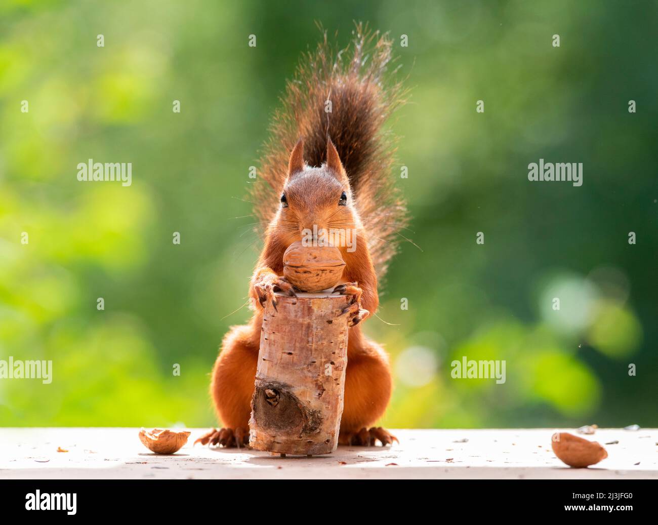 Walnut animal hi-res stock photography and images - Alamy