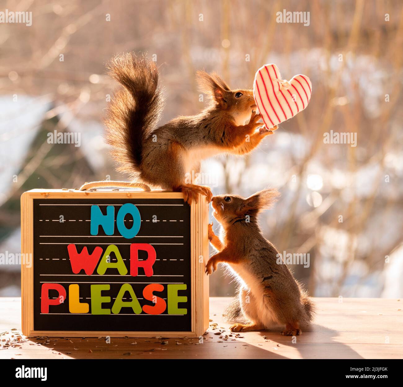 Red Squirrels with a board with text no war please Stock Photo - Alamy