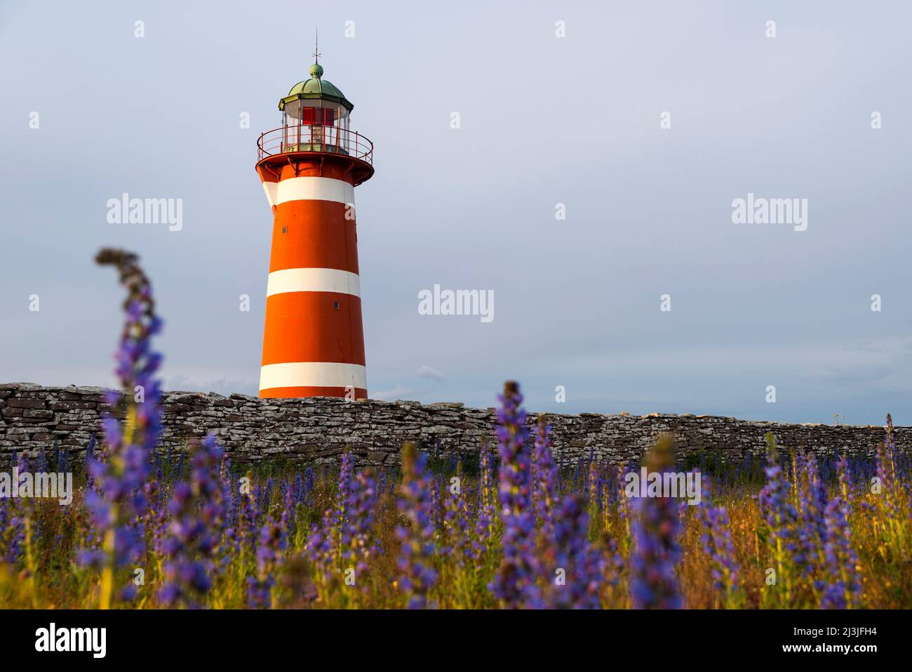När lighthouse in the evening light, flowering viper's bugloss, on ...