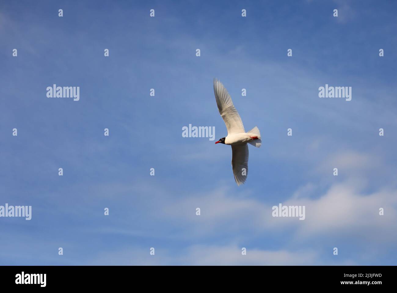 Black-headed gull on the blue sky in summer symbol of freedom Stock ...