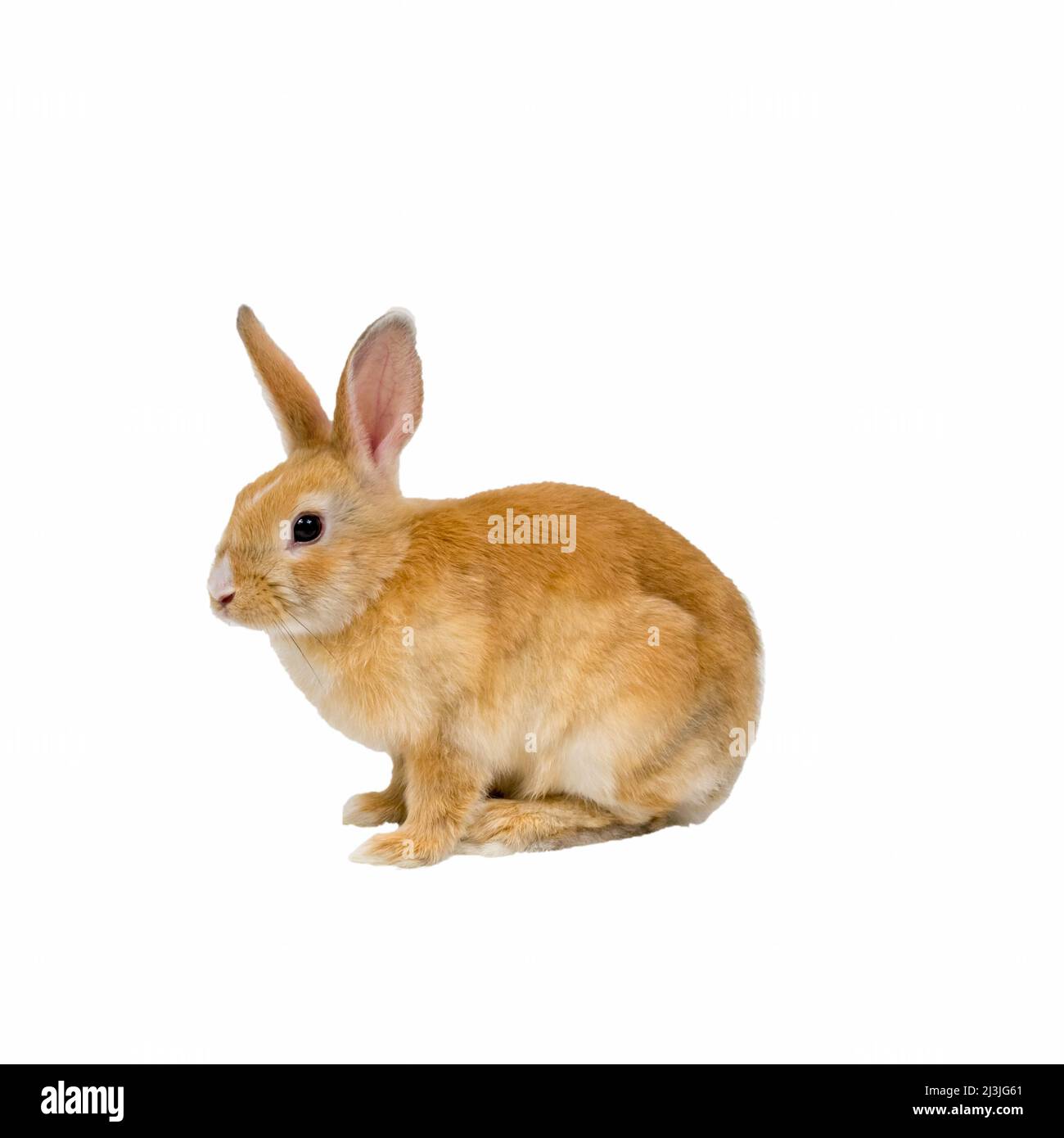 Shot rabbit red fur Cut Out Stock Images & Pictures - Alamy