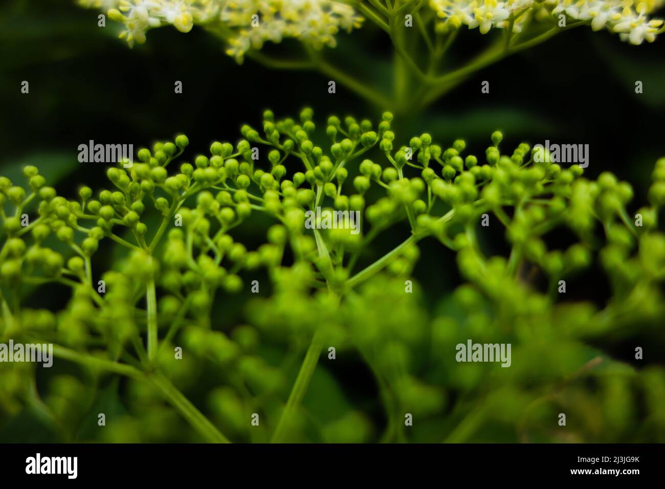 a mass of white buds waiting to open on green stems and isolated on a ...