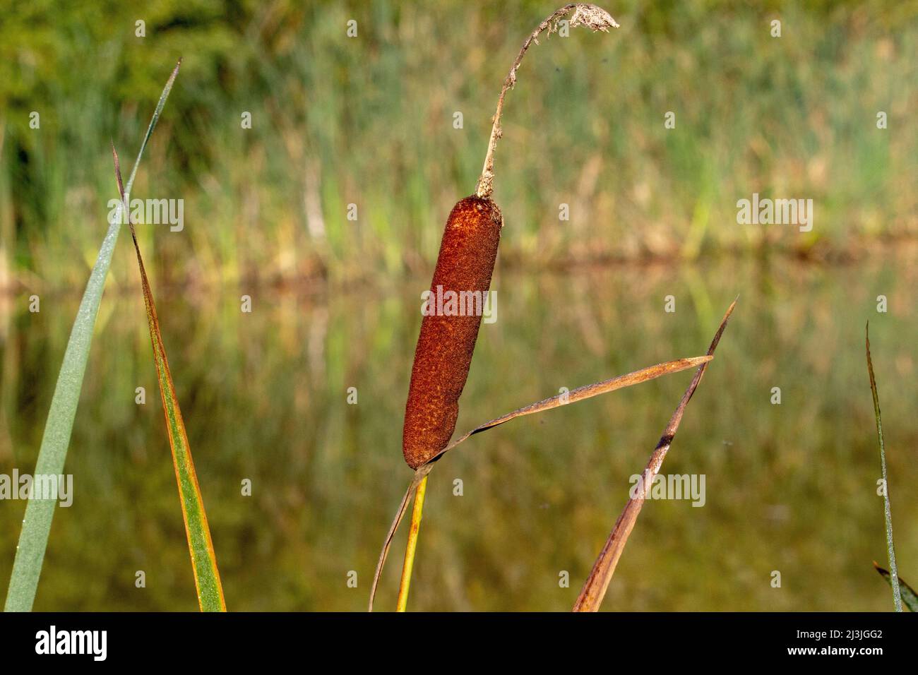 Native riverbank nature flora hi-res stock photography and images - Alamy
