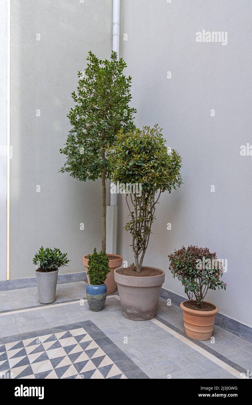 Young Green Trees and Bush Plants in Ceramic Pots Corner Stock Photo ...